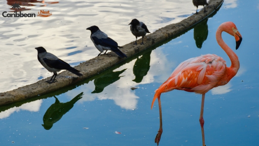 Aruba Wildlife Guide 2025 - Safari Tours, Reptiles, and Marine Life