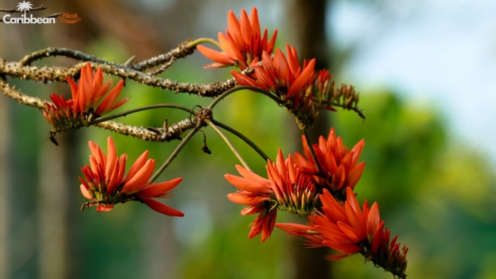 Exploring Aruba's Flora - Desert Plants, Cacti, and Tropical Flowers
