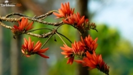 Exploring Aruba's Flora - Desert Plants, Cacti, and Tropical Flowers