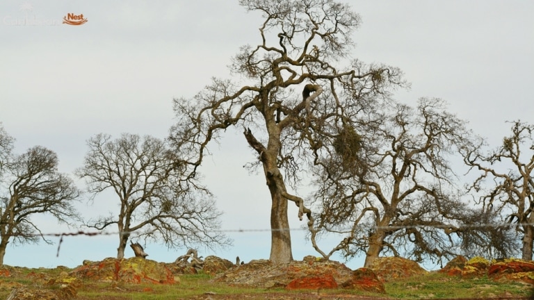 Exploring Aruba's Flora - Desert Plants, Cacti, and Tropical Flowers